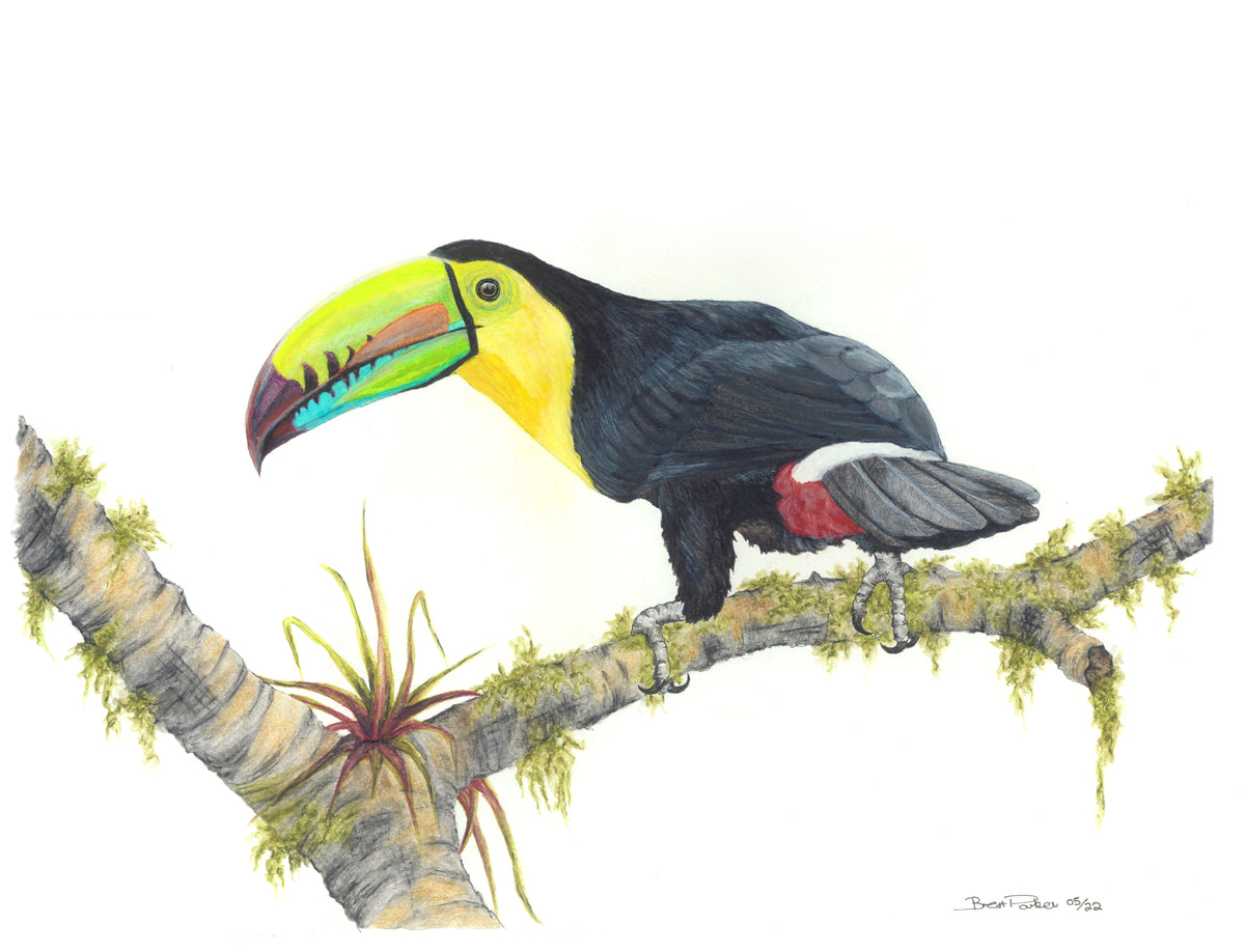 Keel Billed Toucan Drawing